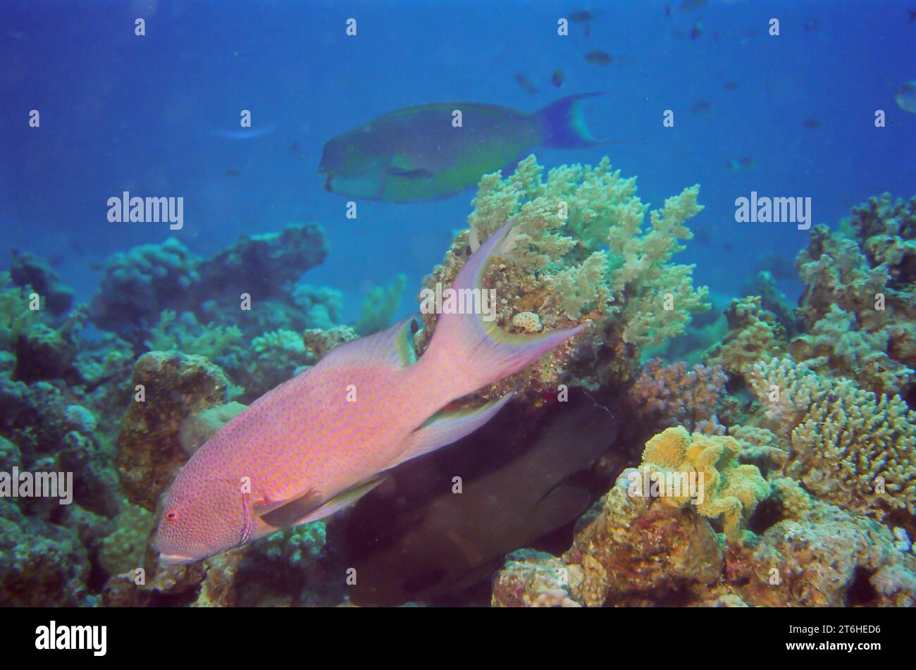 Yellowedged lyretail, Red Sea, Egypt Stock Photo - Alamy