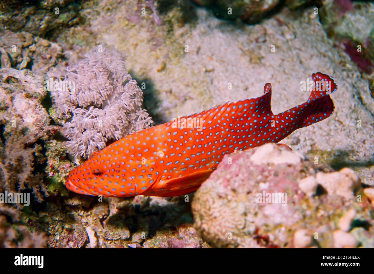 Coral grouper, (Cephalopholis miniata), Red Sea, Egypt Stock Photo - Alamy