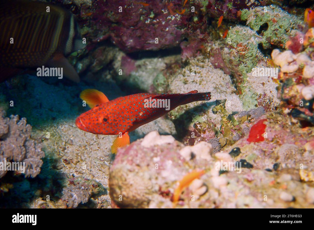 Coral grouper, (Cephalopholis miniata), Red Sea, Egypt Stock Photo - Alamy