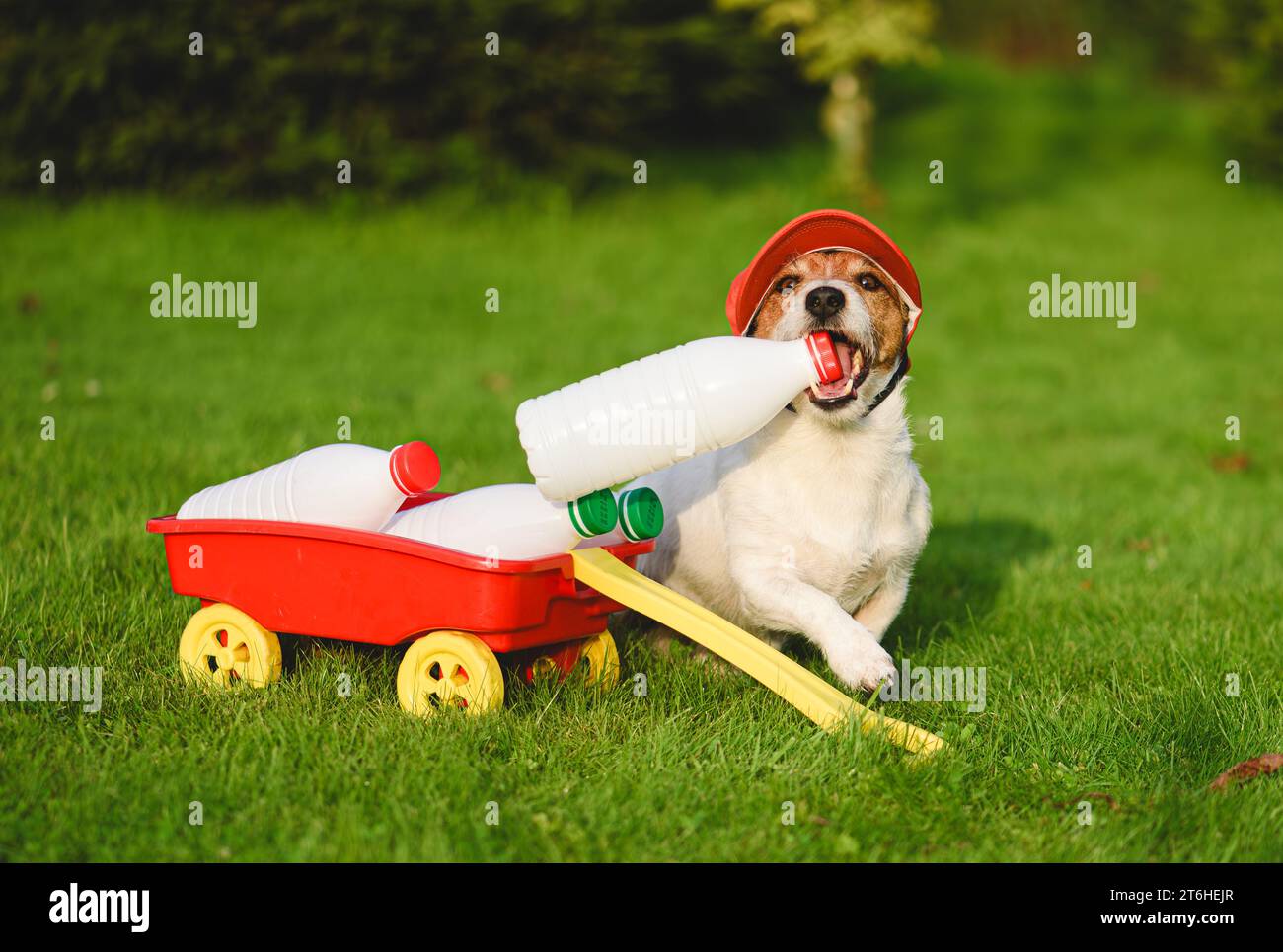 Funny courier making express food delivery. Humorous concept with dog ...