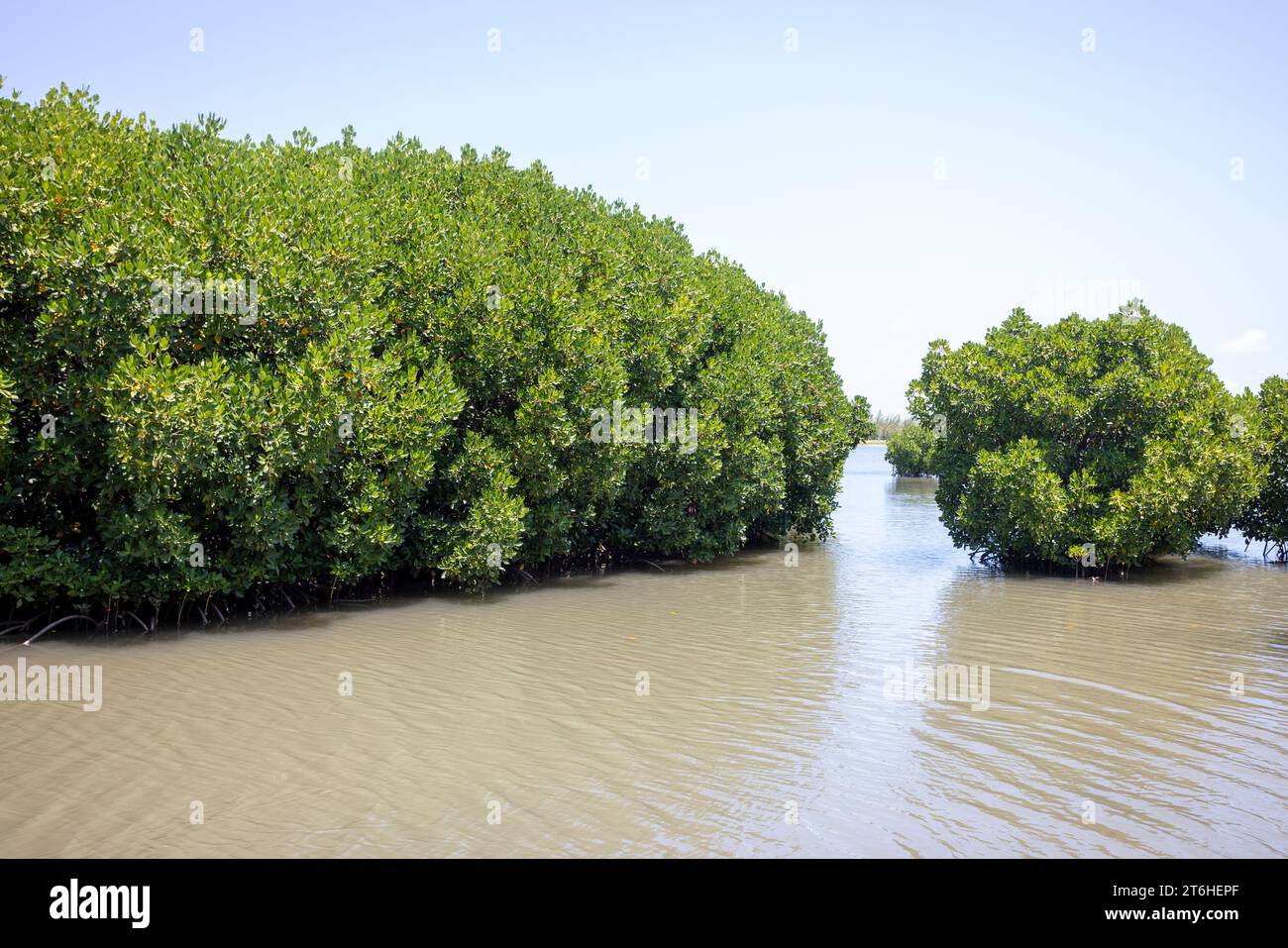 Mangroves in brackish water on the coast creating shoreline ...