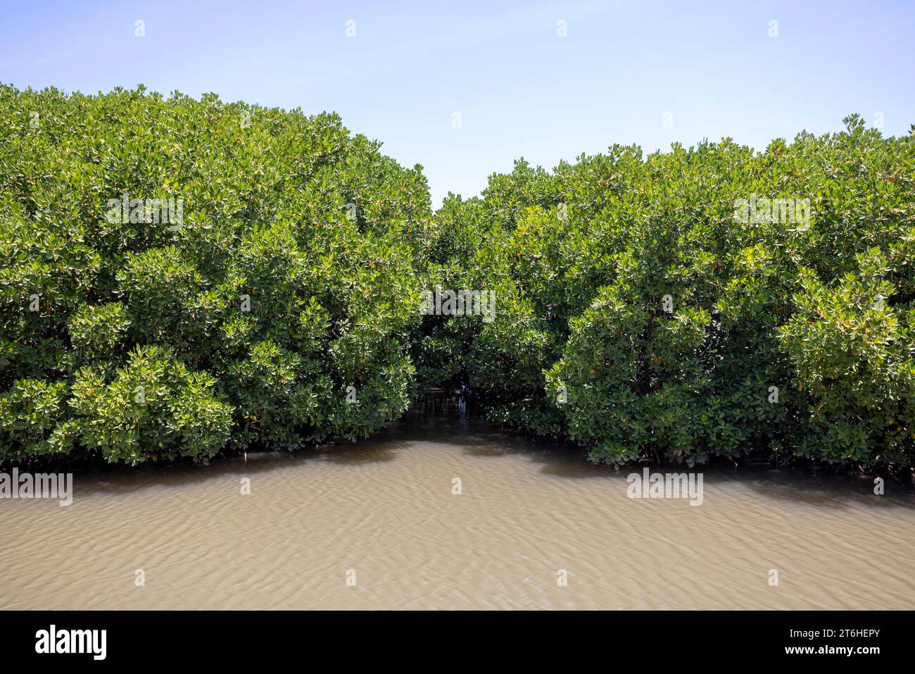 Mangroves in brackish water on the coast creating shoreline ...