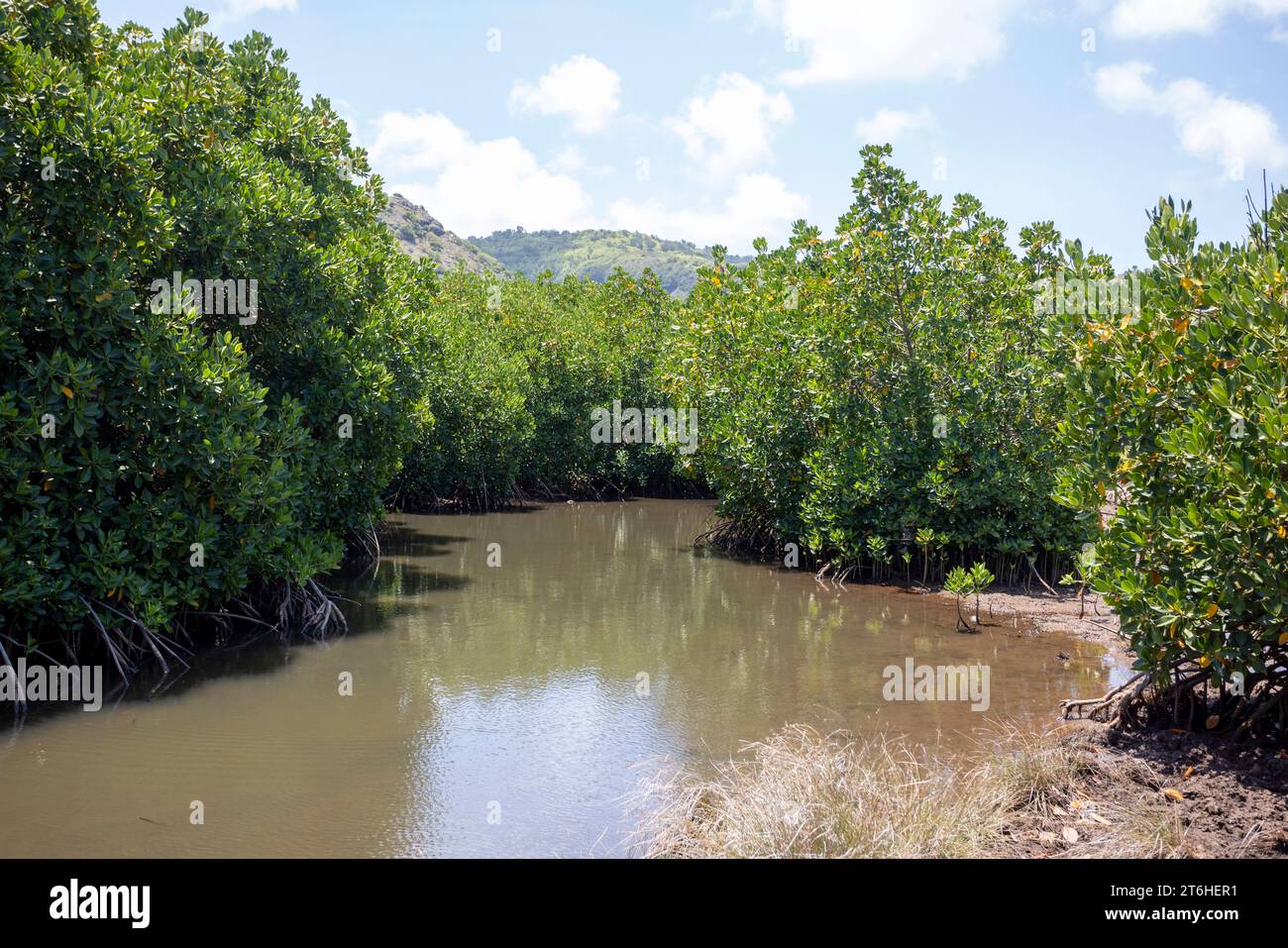 Mangroves in brackish water on the coast creating shoreline ...
