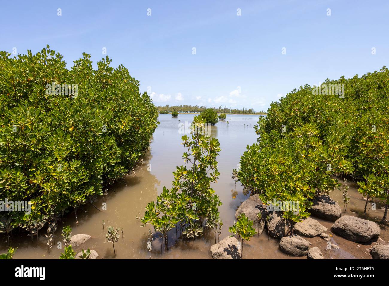 Mangroves in brackish water on the coast creating shoreline ...