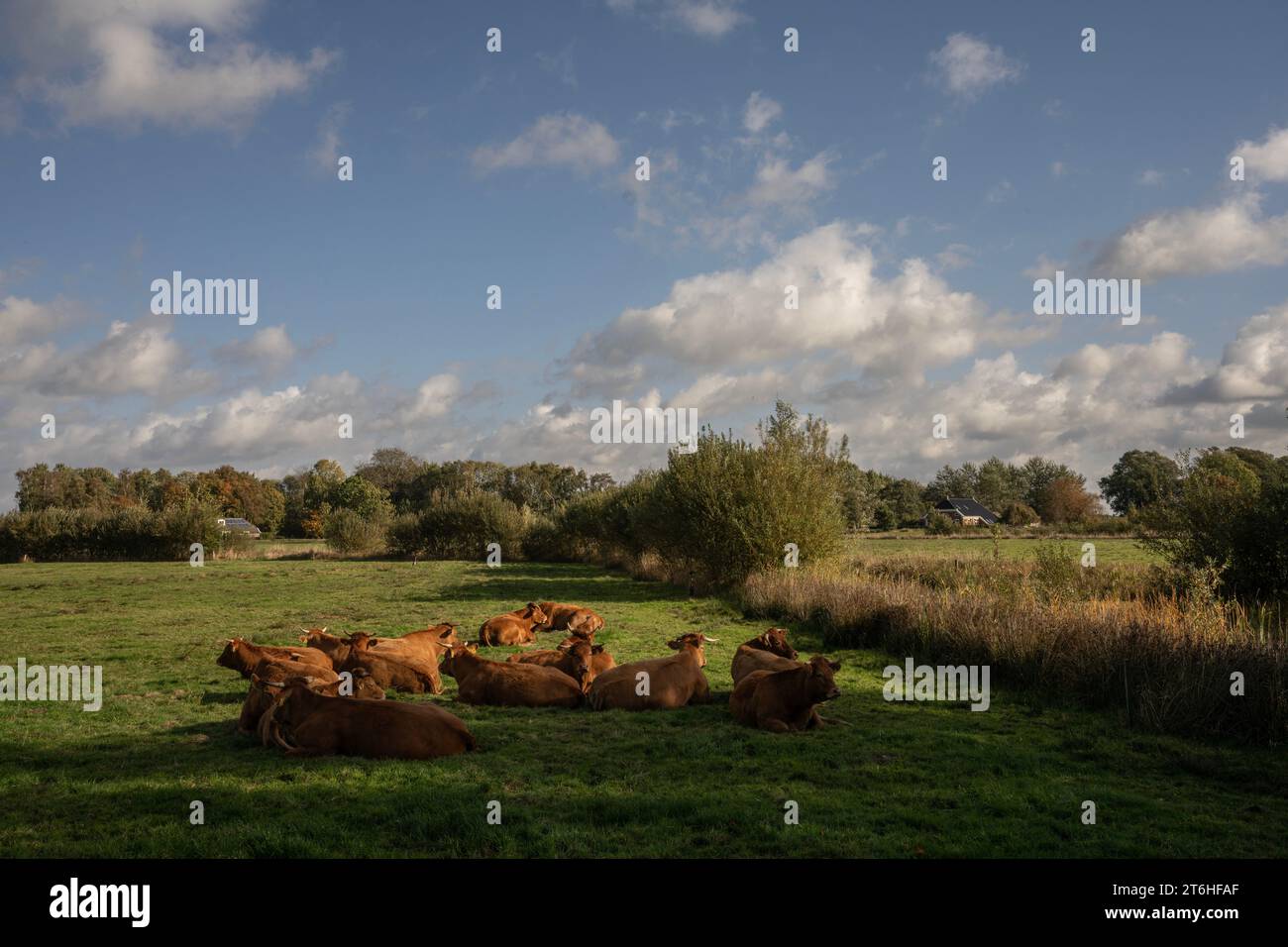 Old and new nature come together in the Roegwold Nature Reserve Stock ...