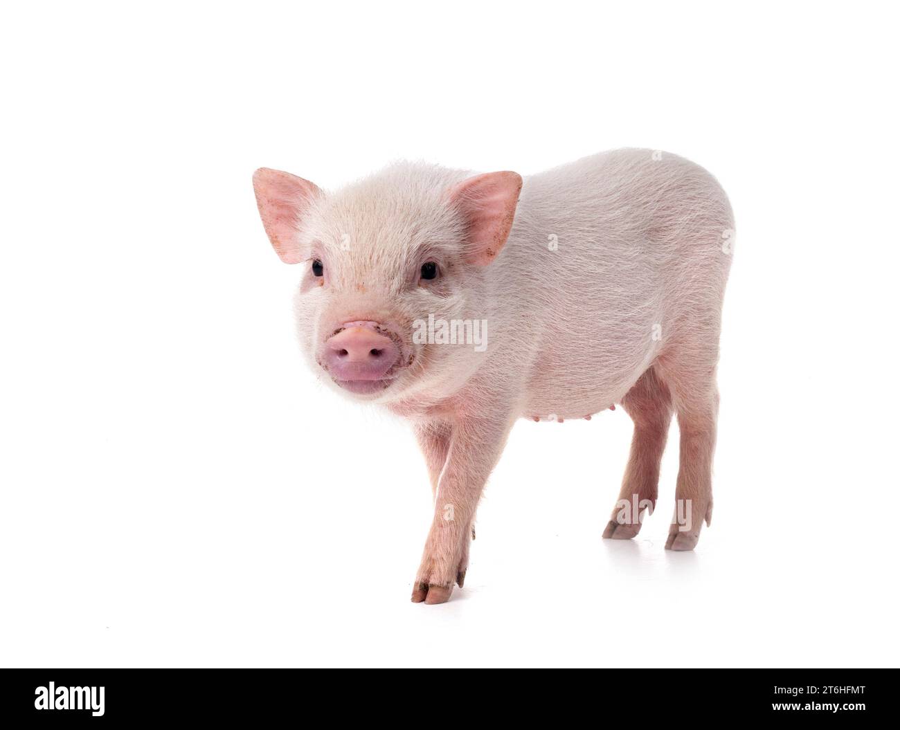 pink miniature pig in front of white background Stock Photo - Alamy
