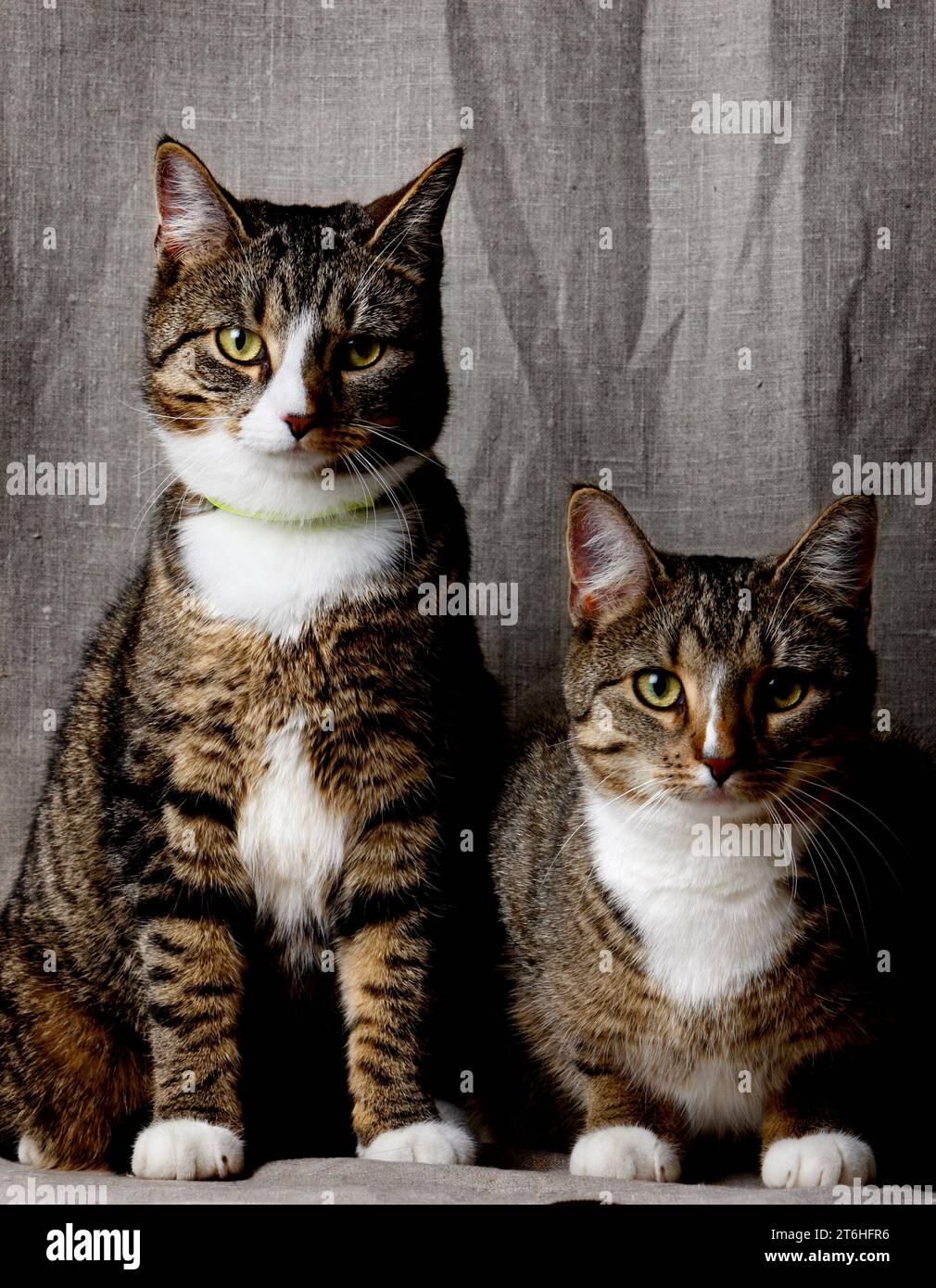Cats photographed in a studio Stock Photo - Alamy