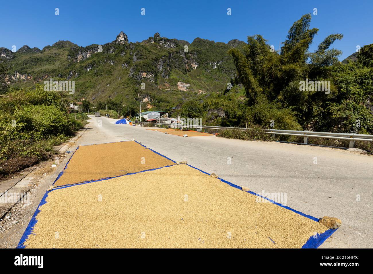 Rice paddy vietnam hi-res stock photography and images - Alamy