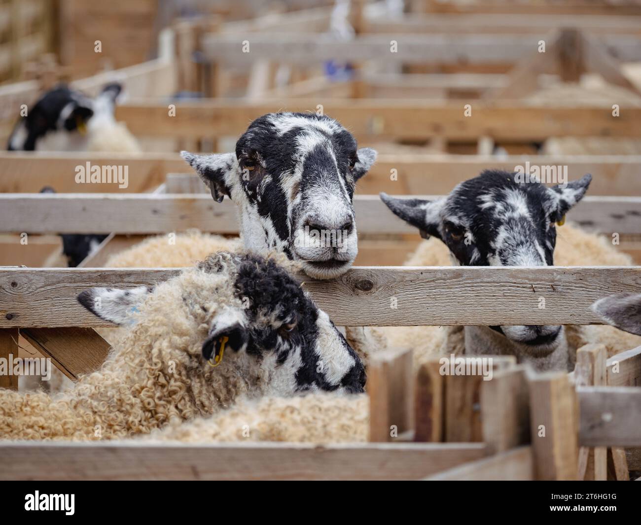 Sheep in a pen at a country show Stock Photo - Alamy