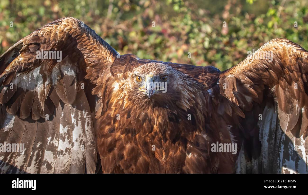 close up of a golden eagle with its beak slightly open. It is staring ...