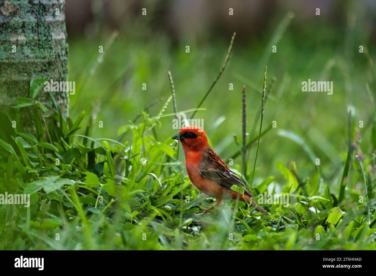 Low angle photography of red male Madagascar fody bird eating seeds ...