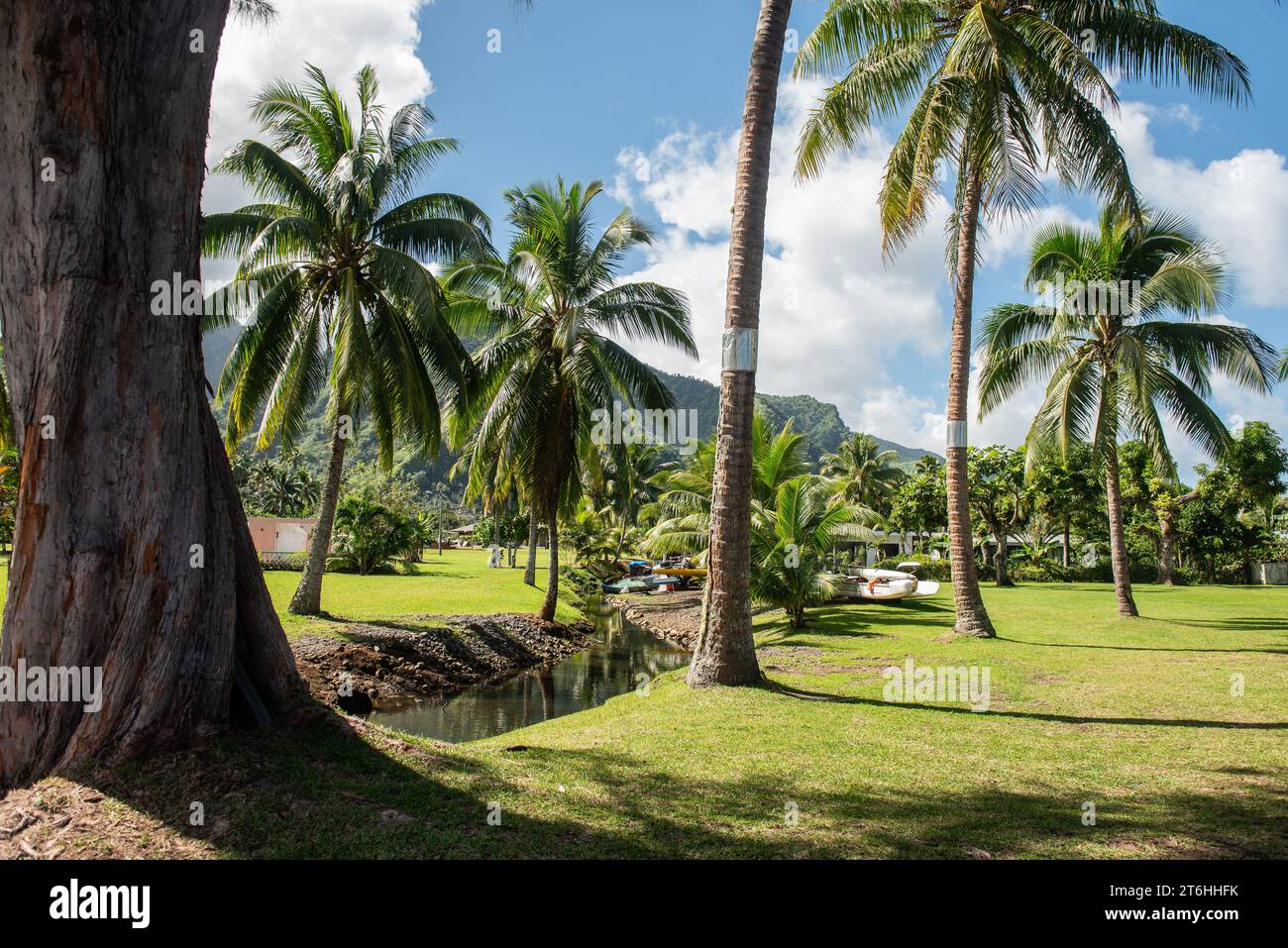 Palm trees at Teahupo'o village Stock Photo - Alamy