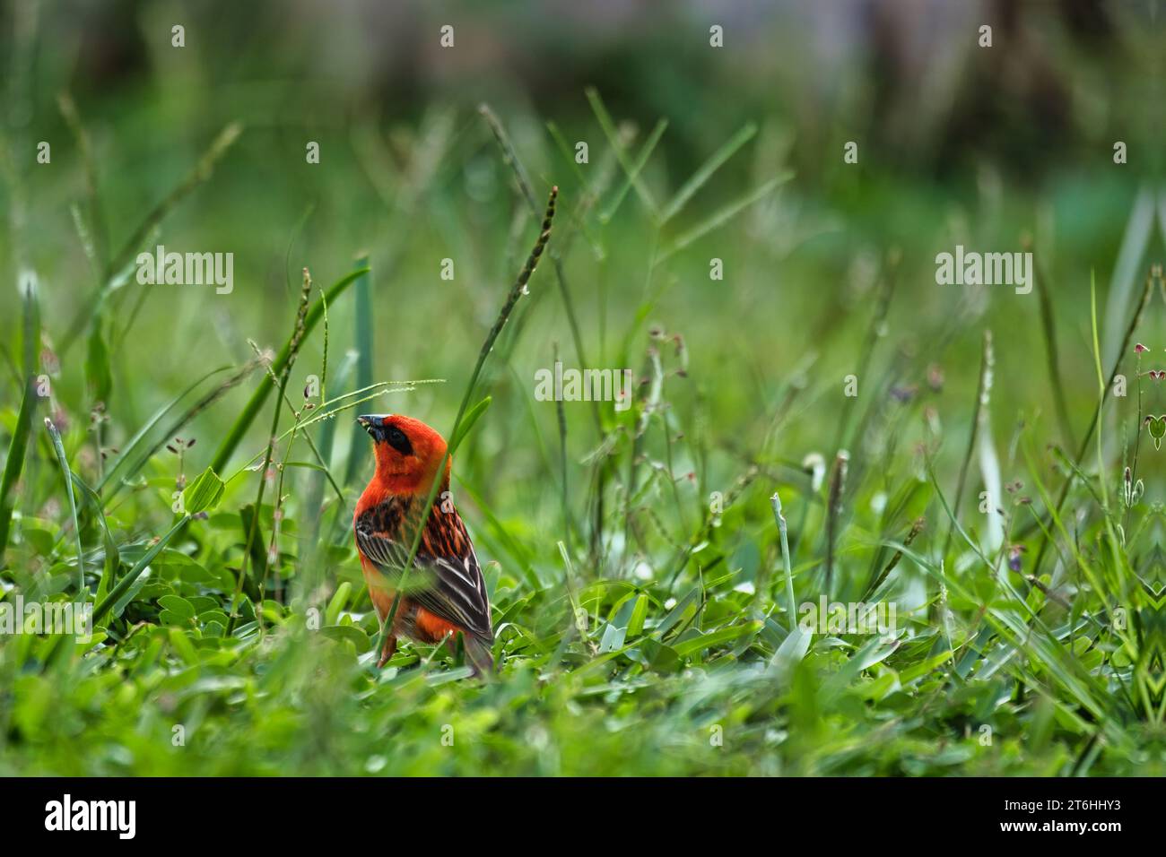 Low angle photography of red male Madagascar fody bird eating seeds ...