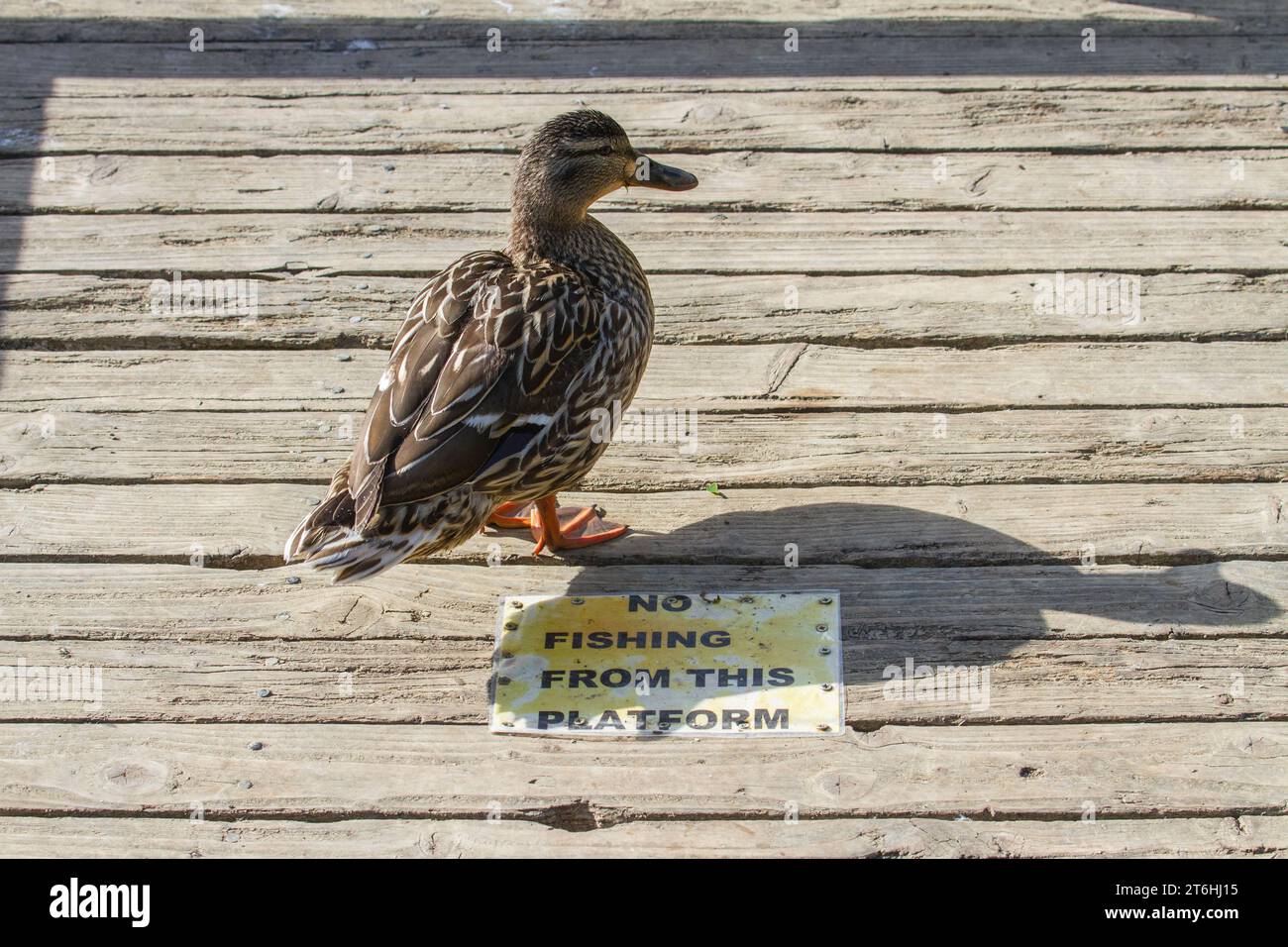 Duck posing by no fishing sign Stock Photo - Alamy