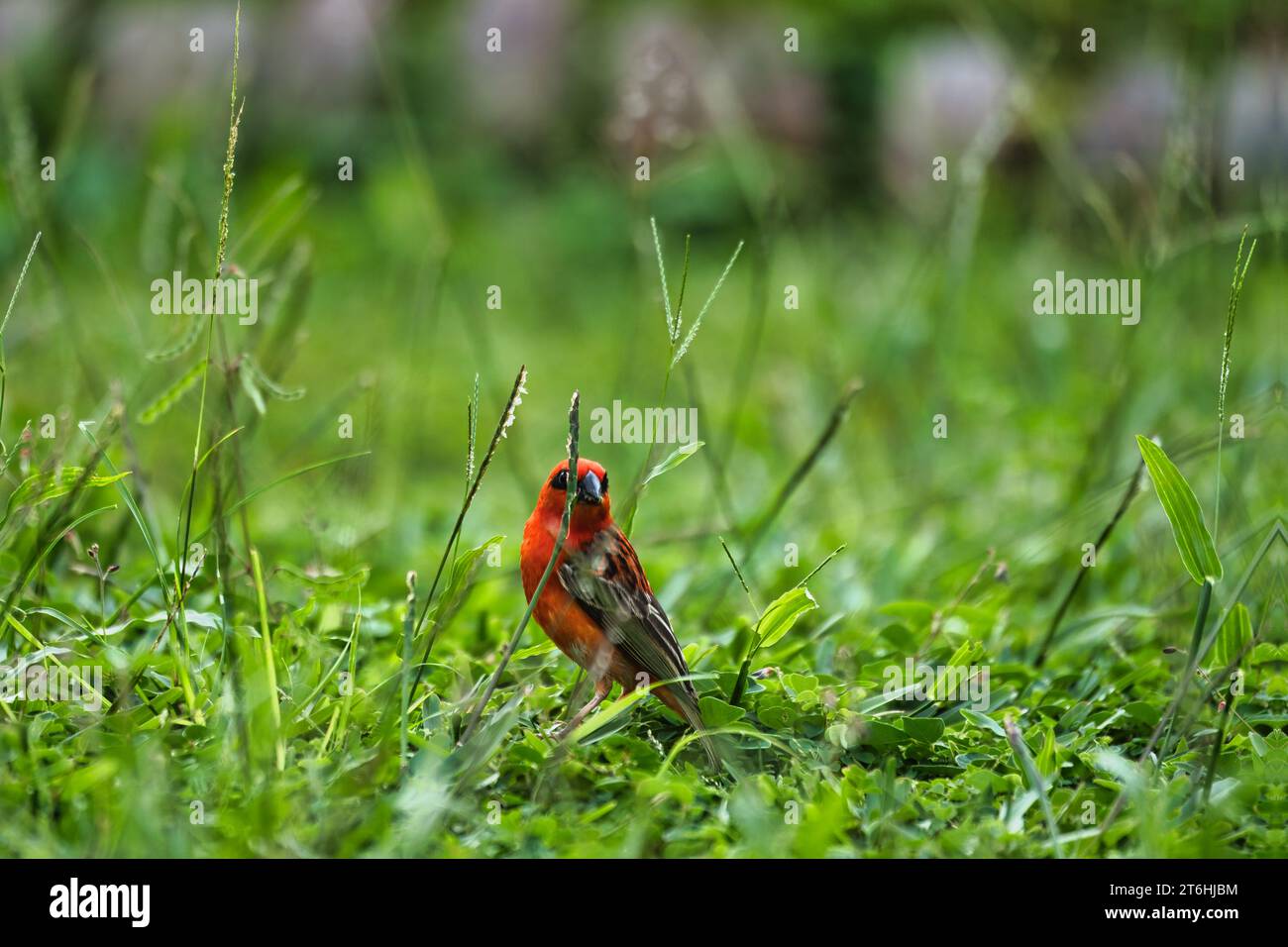 Low angle photography of red male Madagascar fody bird eating seeds ...