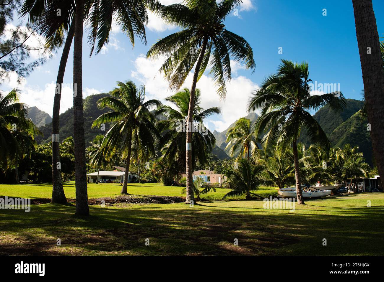 Palm trees at Teahupo'o village Stock Photo - Alamy