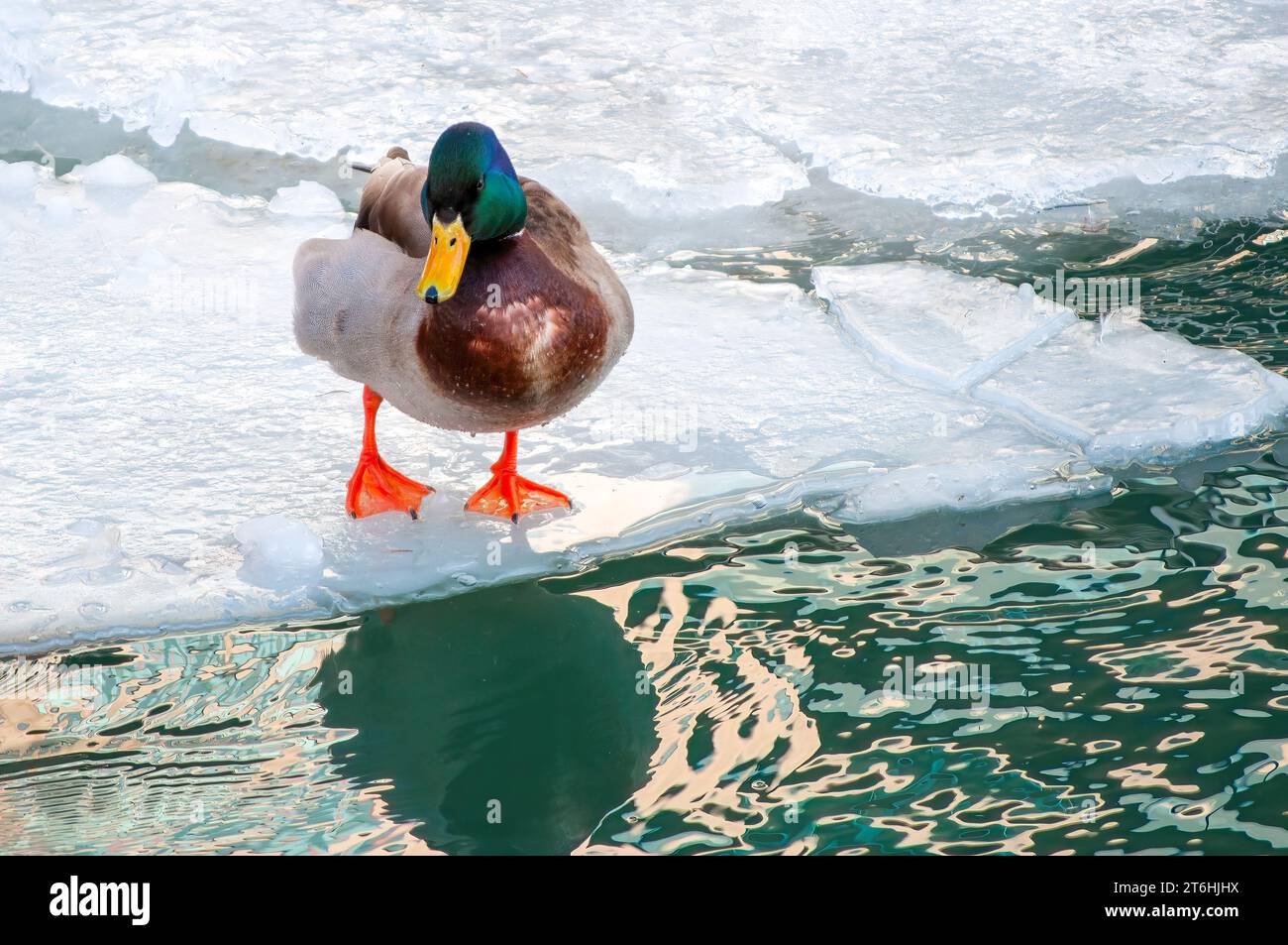 Canadian duck in partially frozen lake water Stock Photo - Alamy