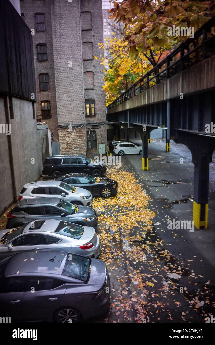 The leaves of Autumn in Chelsea in New York on Sunday, October 29, 2023 ...