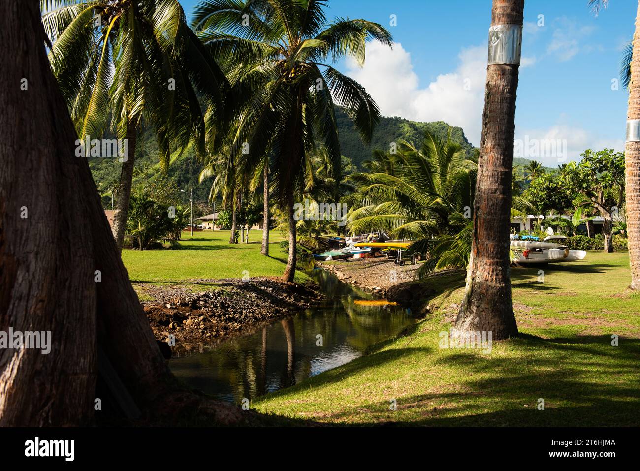 Palm trees at Teahupo'o village Stock Photo - Alamy