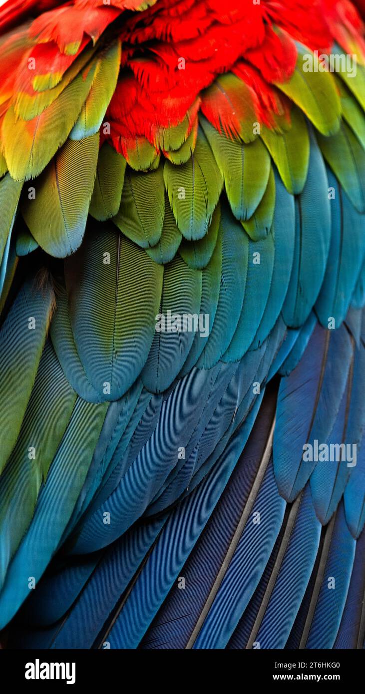 Red-and-green Macaw wing details Stock Photo - Alamy