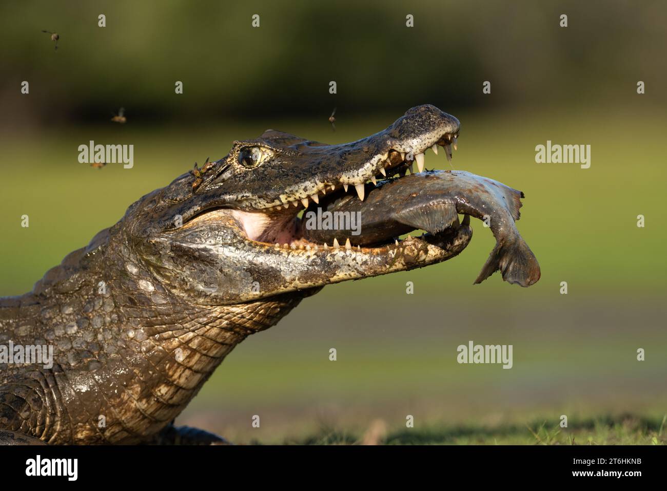 A Pantanal Caiman (Caiman yacare) eating a Piranha fish Stock Photo - Alamy