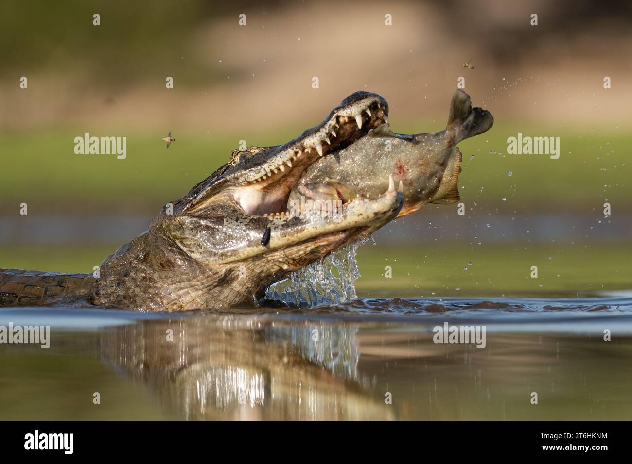 A Pantanal Caiman (Caiman yacare) eating a Piranha fish Stock Photo - Alamy
