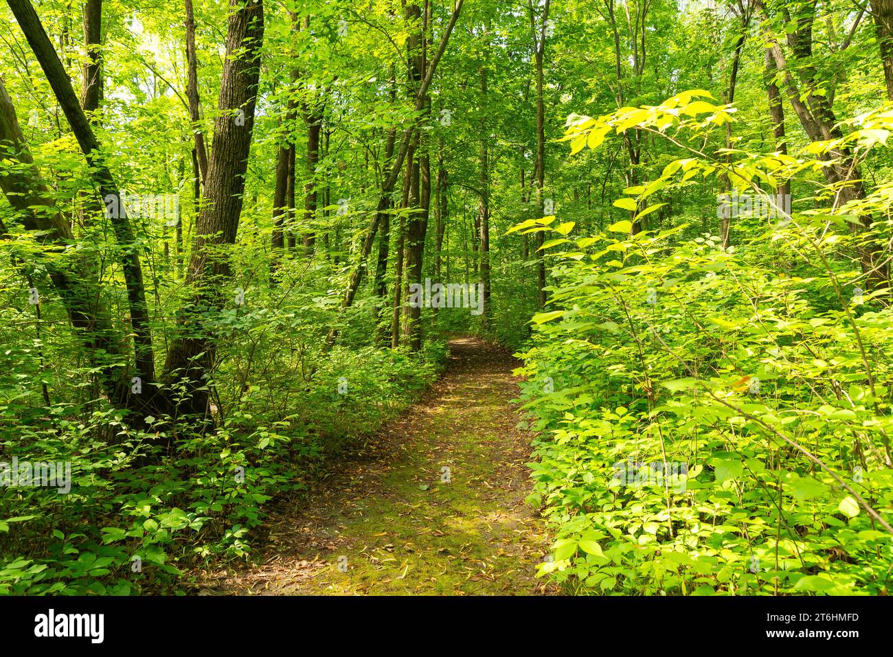Hiking trail through the Baker Woods Forest Preserve in Minooka ...