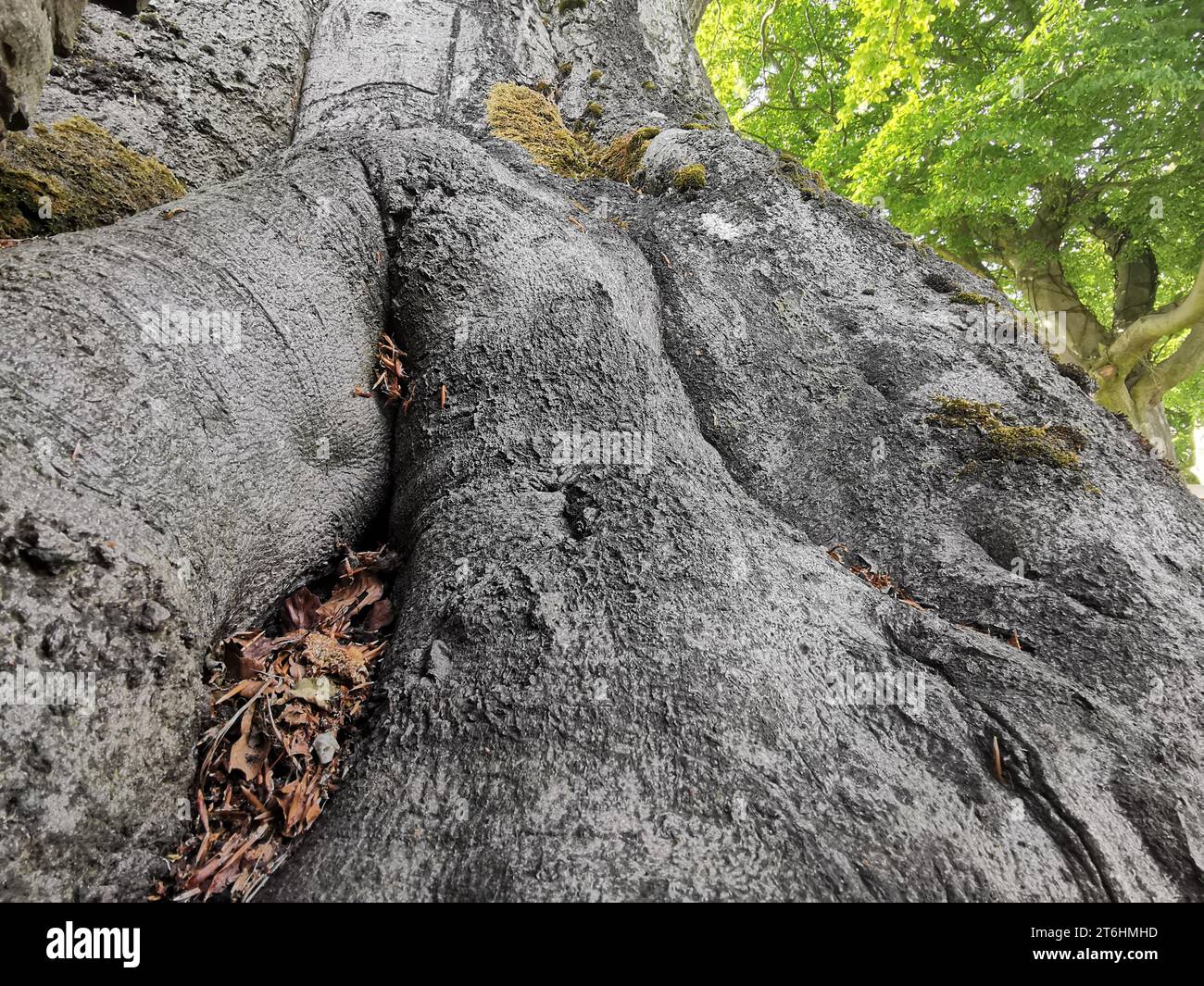 An expansive old-growth oak tree stands tall in a rural landscape, its ...