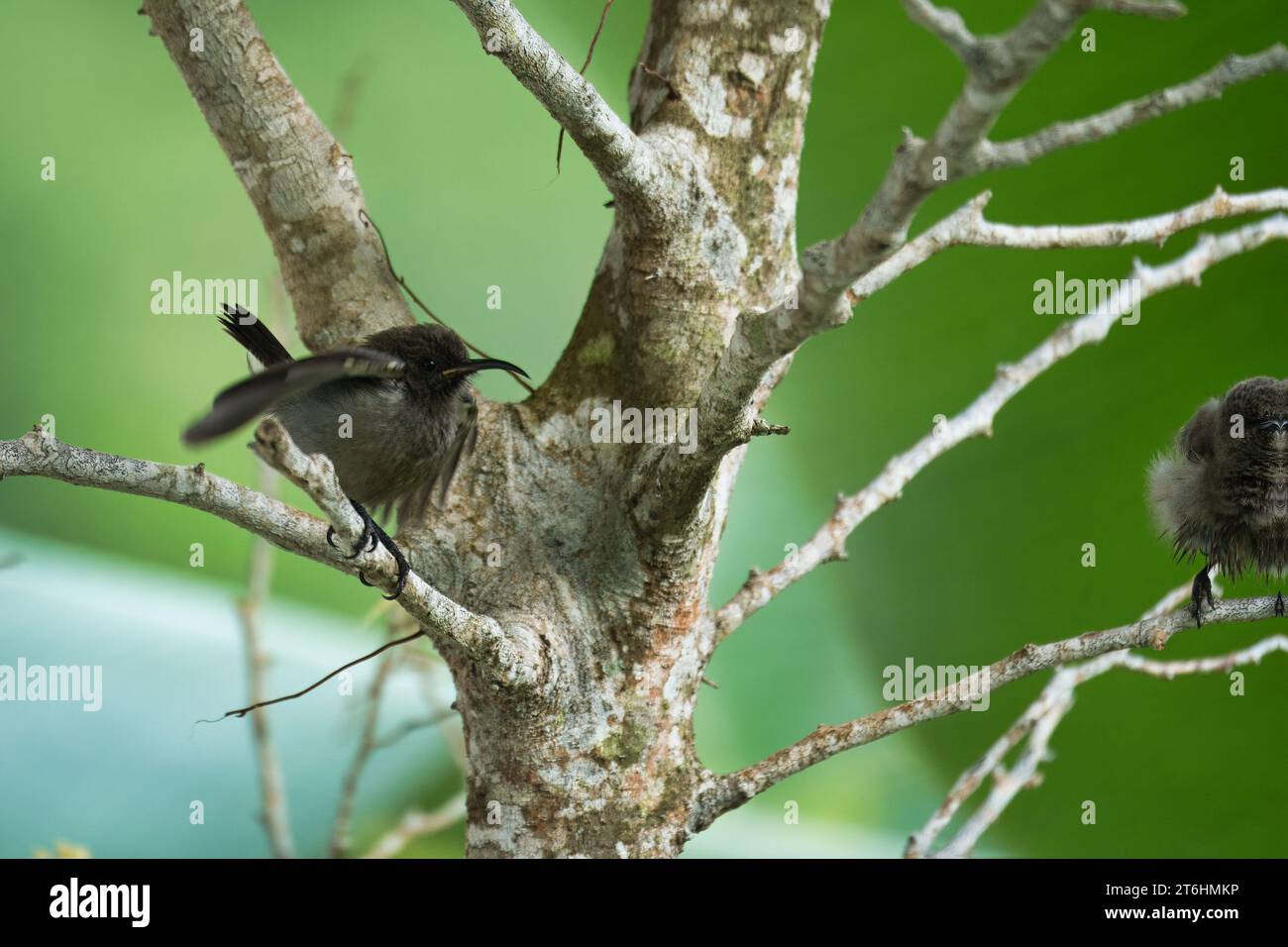 Seychelles sunbird, colibri, Humming bird on Indian laurel tree branch ...