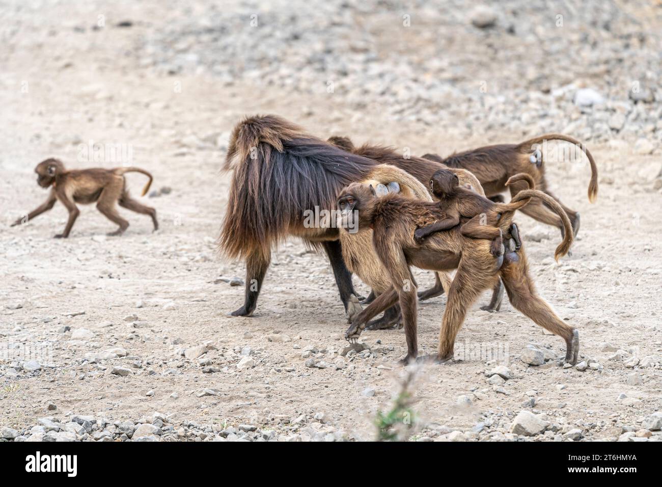 Gelada baboon funny hi-res stock photography and images - Alamy