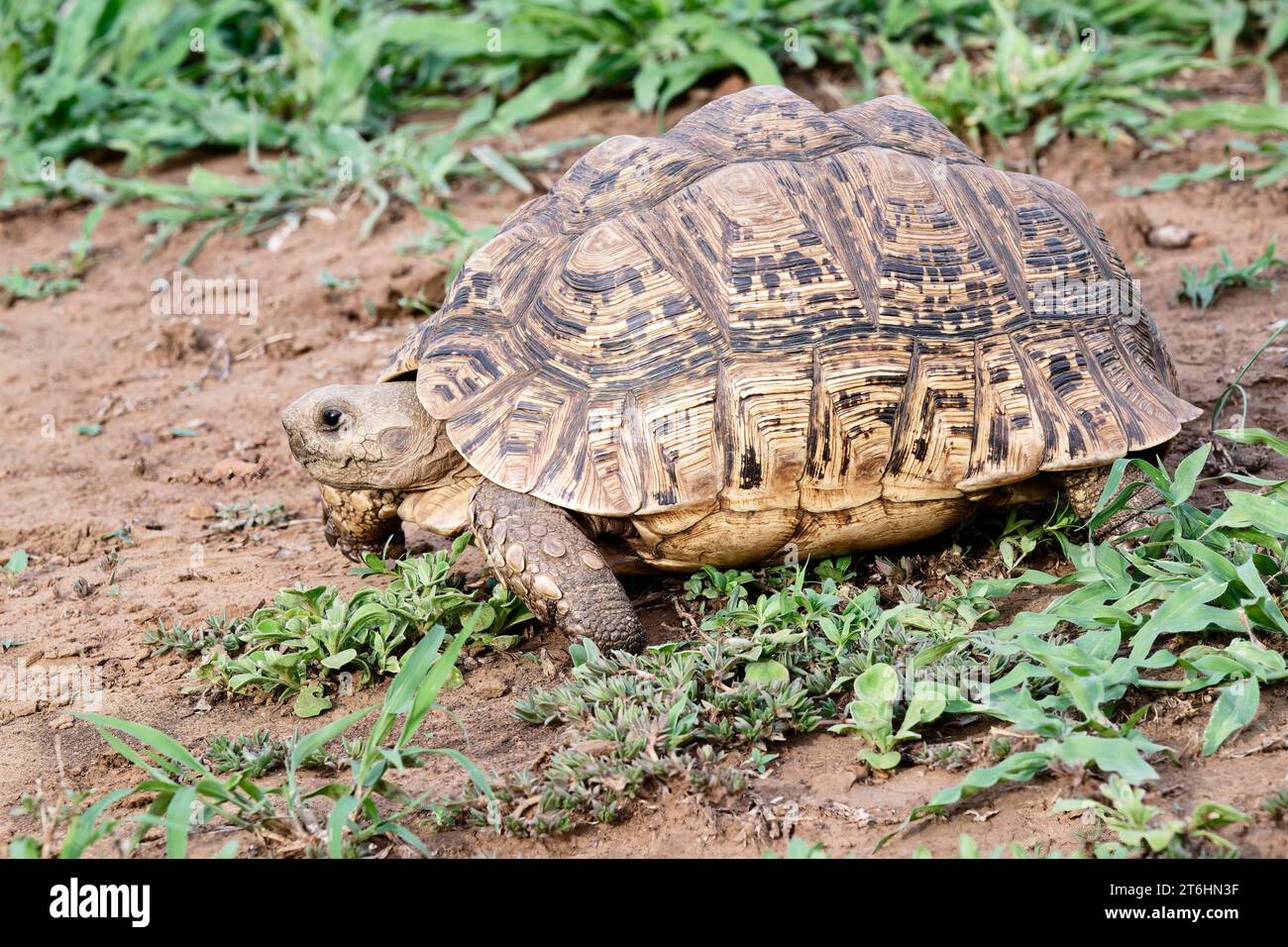 Leopard tortoise (Stigmochelys pardalis), Kwazulu Natal Province, South ...