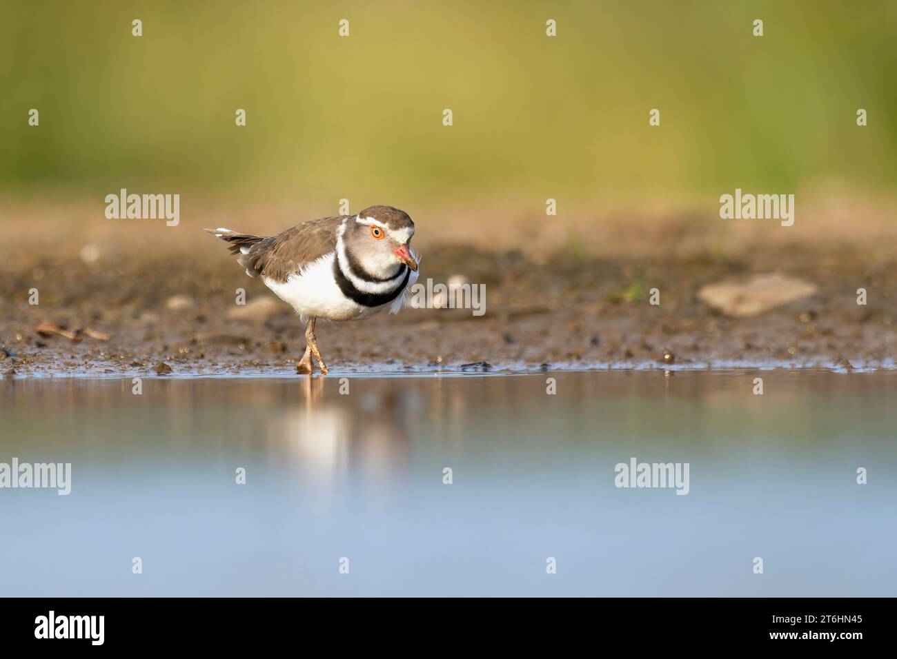 African Three-banded Plover (Charadrius tricollaris) at a waterhole ...