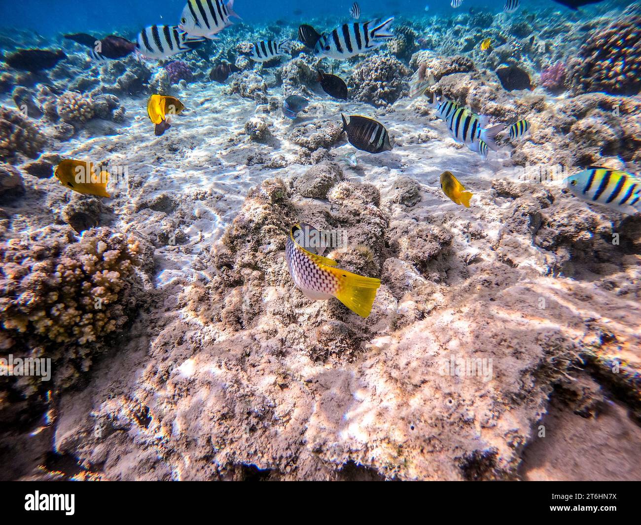 Tropical Checkerboard wrasse known as Halichoeres hortulanus underwater ...