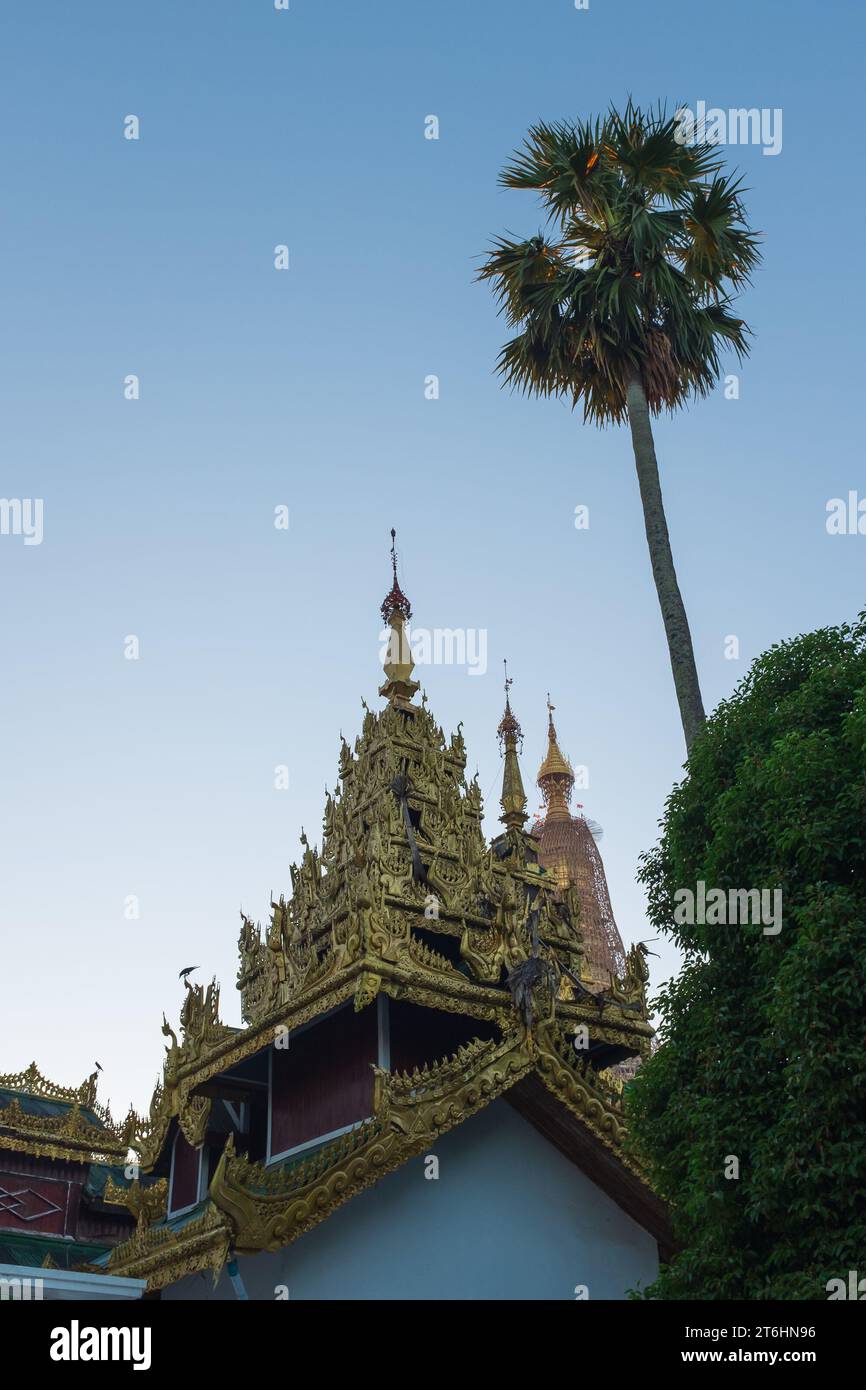 Yangon, Myanmar. At the Shwedagon Pagoda, the rising sun is firing up the leaves of a toddy palm ...