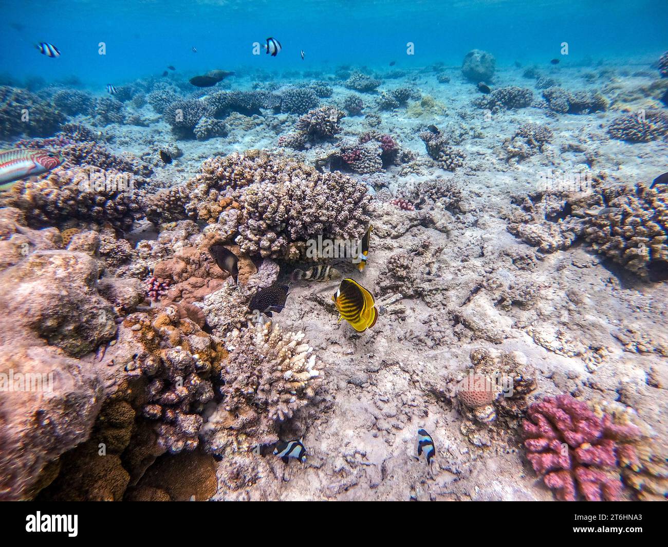 Tropical Diagonal or Raccoon butterflyfish known as chaetodon fasciatus ...