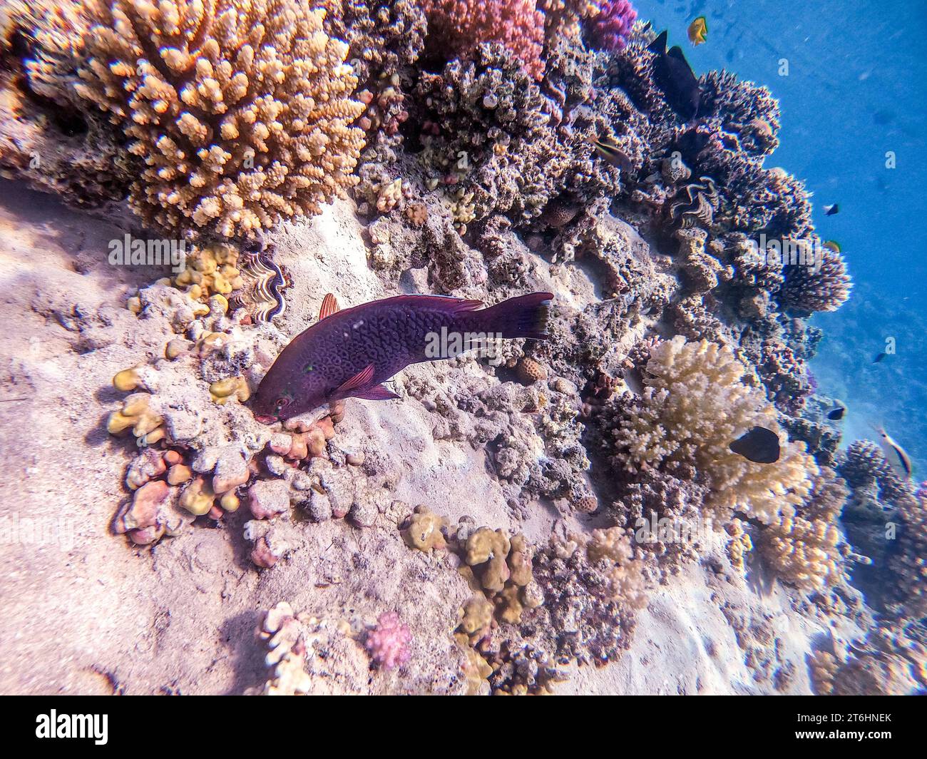 Colorful tropical Hipposcarus longiceps or Longnose Parrotfish known as ...