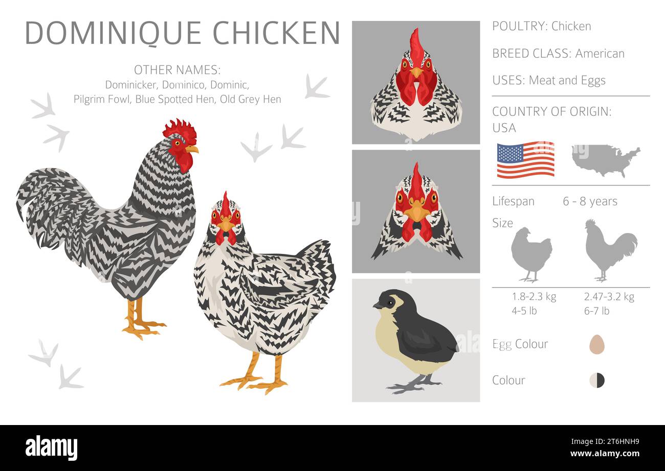 Dominique Chicken breeds clipart. Poultry and farm animals. Different ...
