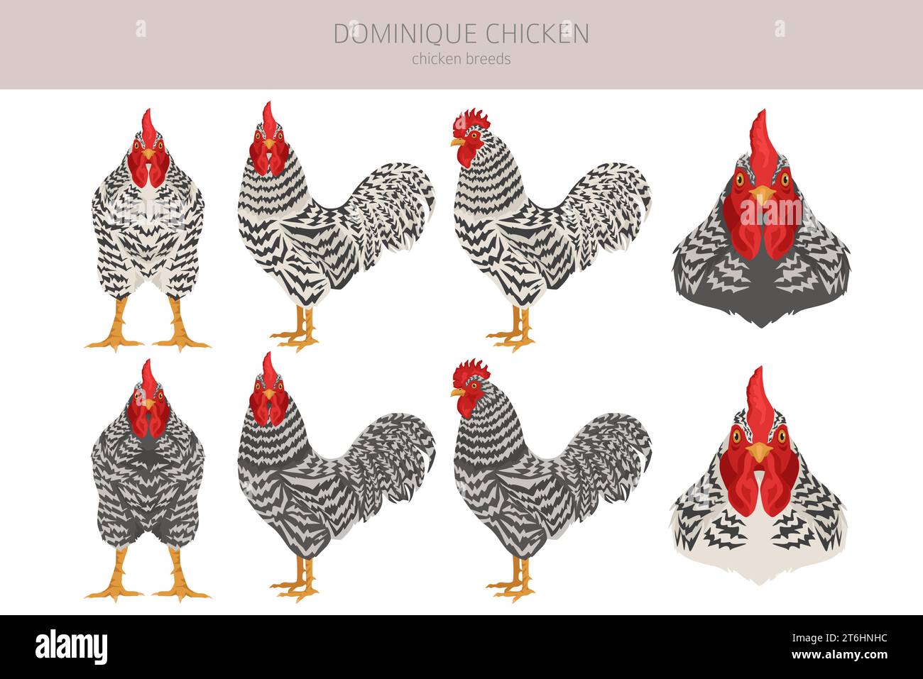 Dominique Chicken breeds clipart. Poultry and farm animals. Different ...