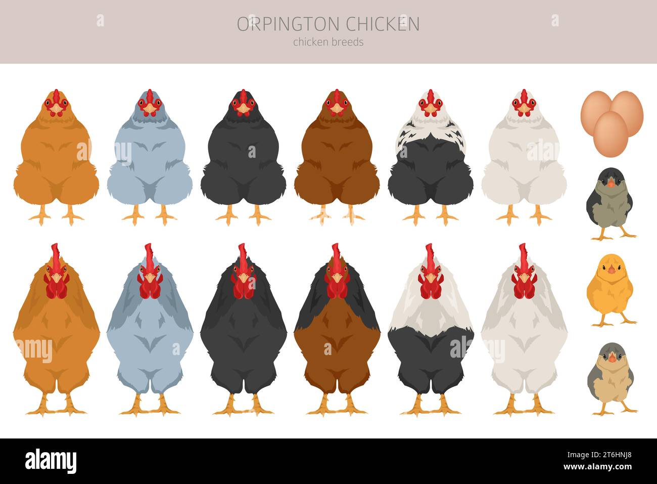 Orpington Chicken breeds clipart. Poultry and farm animals. Different ...