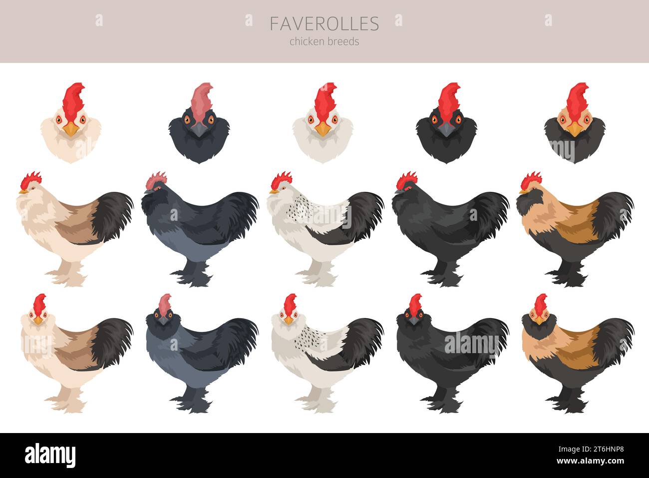 Faverolles Chicken breeds clipart. Poultry and farm animals. Different ...