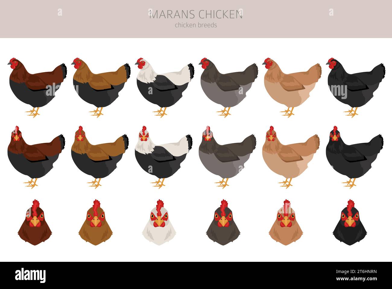 Marans Chicken breeds clipart. Poultry and farm animals. Different ...