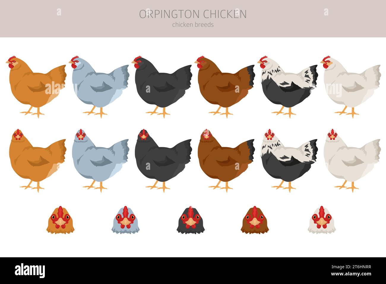 Orpington Chicken breeds clipart. Poultry and farm animals. Different ...