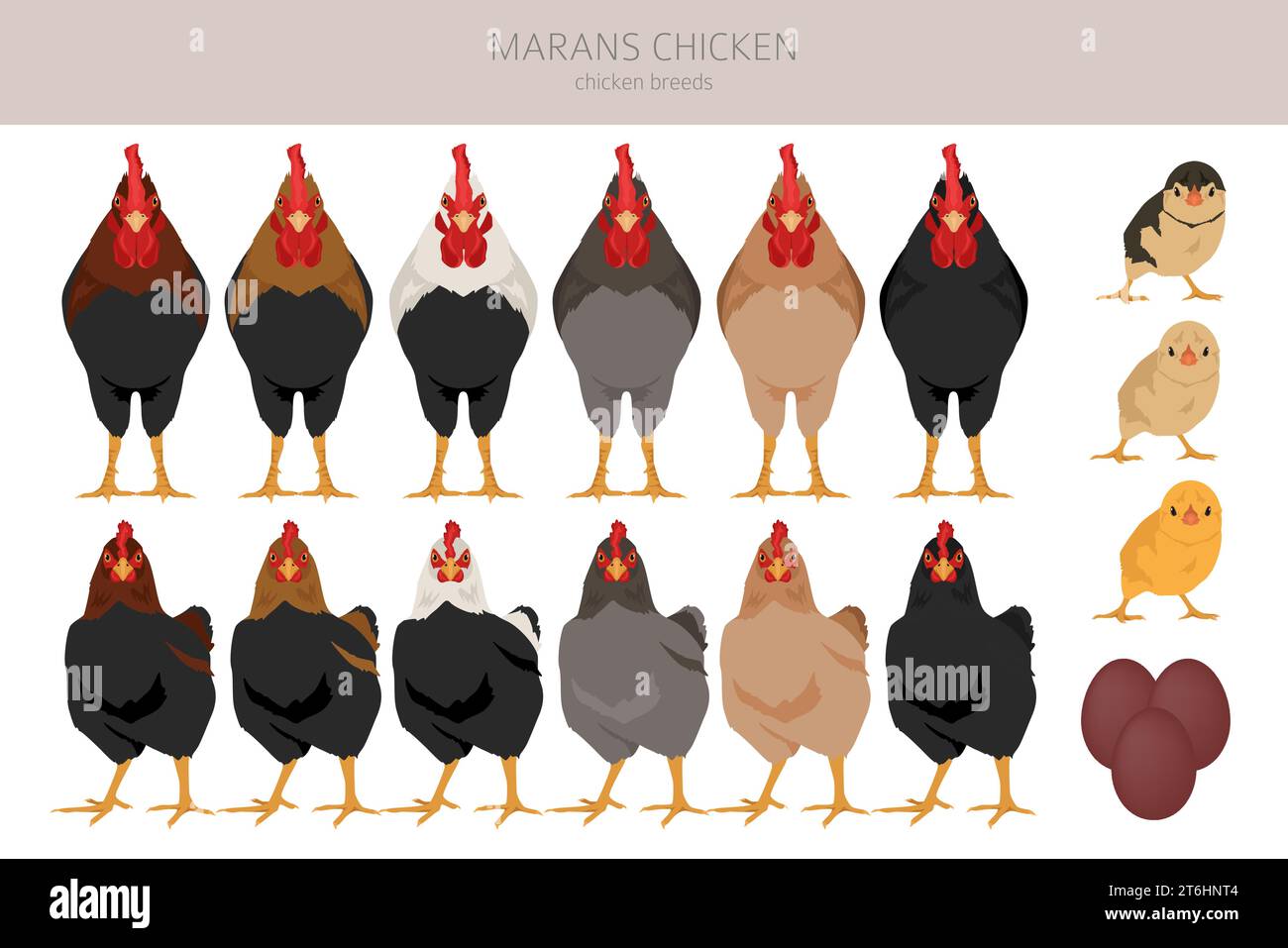 Marans Chicken breeds clipart. Poultry and farm animals. Different ...
