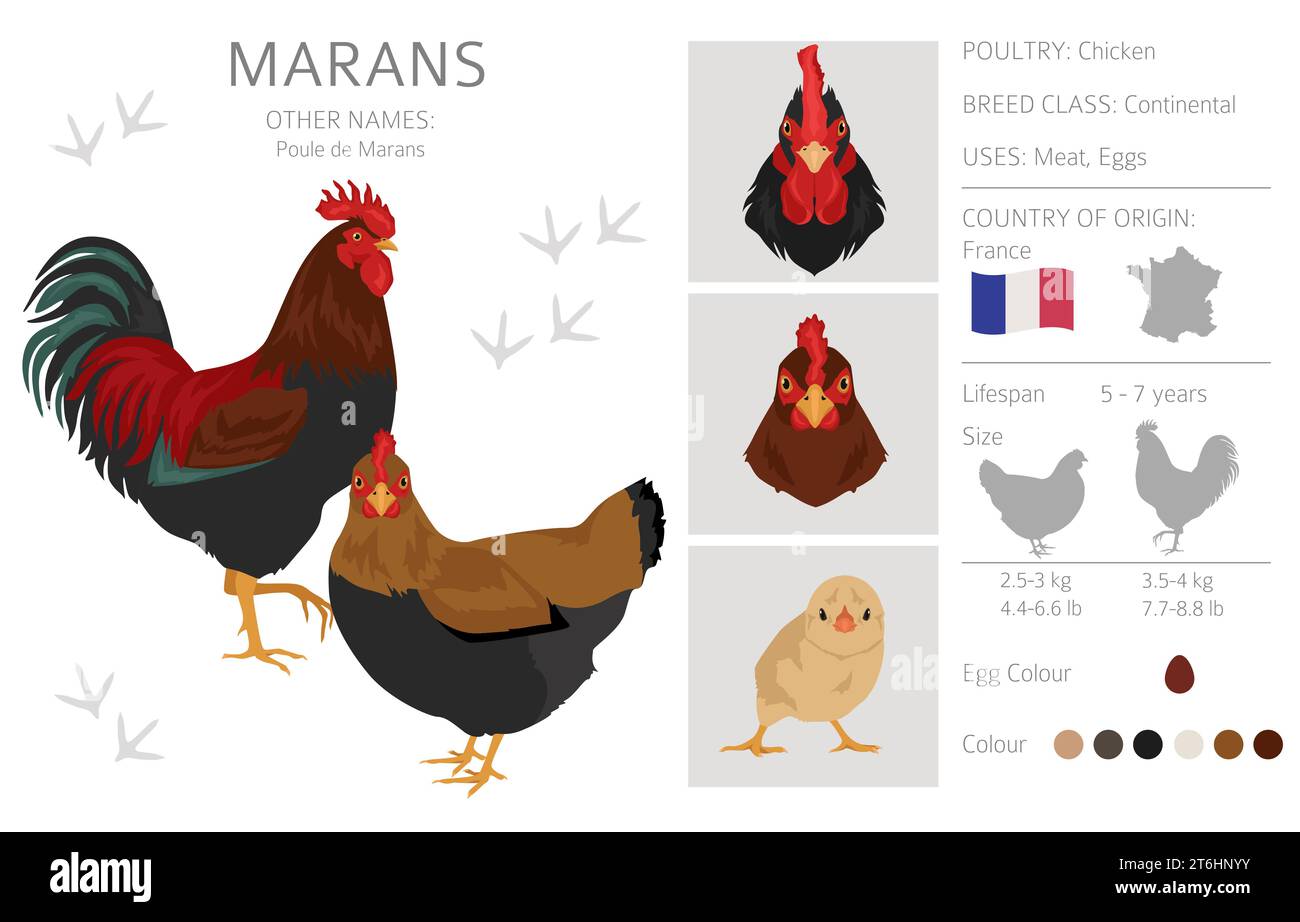 Marans Chicken breeds clipart. Poultry and farm animals. Different ...