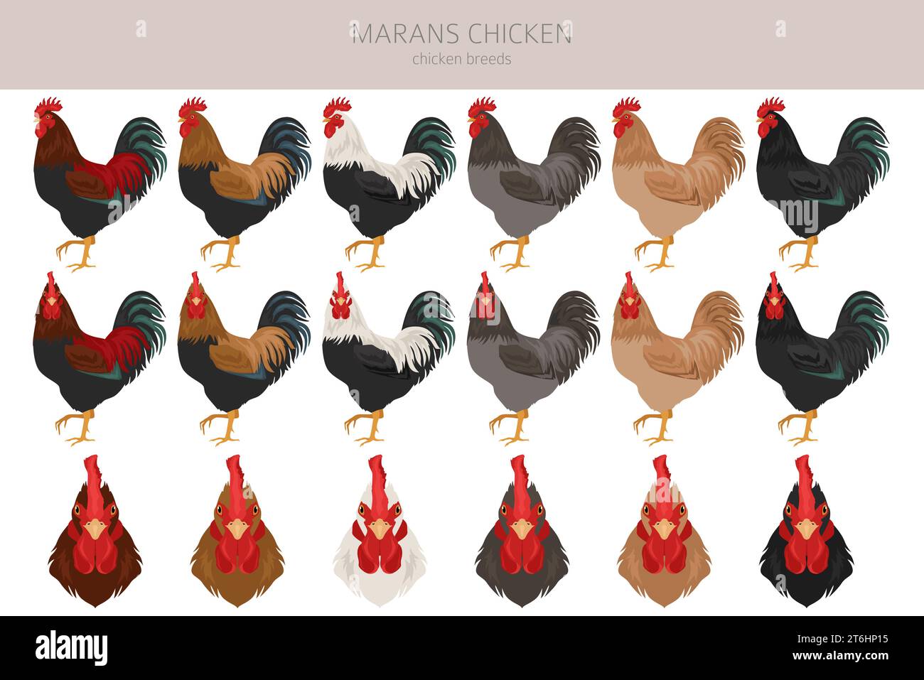 Marans Chicken breeds clipart. Poultry and farm animals. Different ...