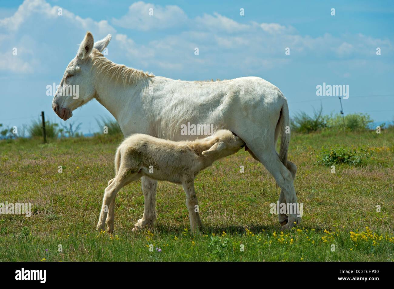 Mare udder hi-res stock photography and images - Alamy