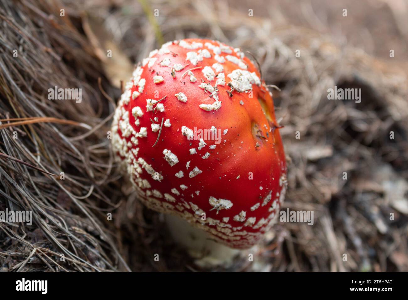 Closeup to a beautiful red and white poisonous fungus knowed as amanita ...