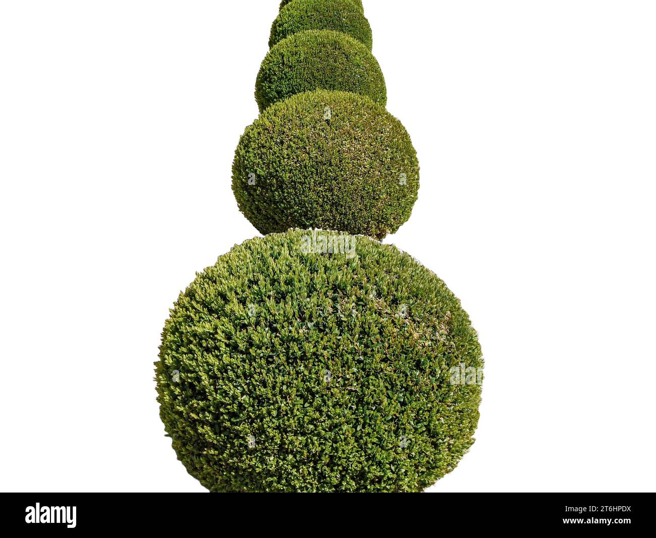 Buxus sempervirens plants isolated on white background Stock Photo - Alamy