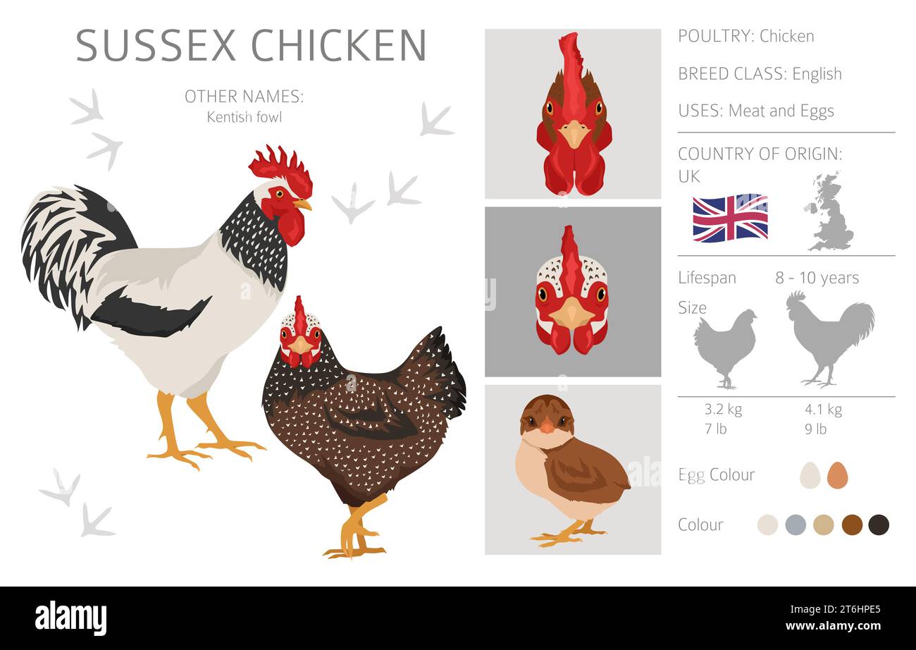 Sussex Chicken breeds clipart. Poultry and farm animals. Different ...