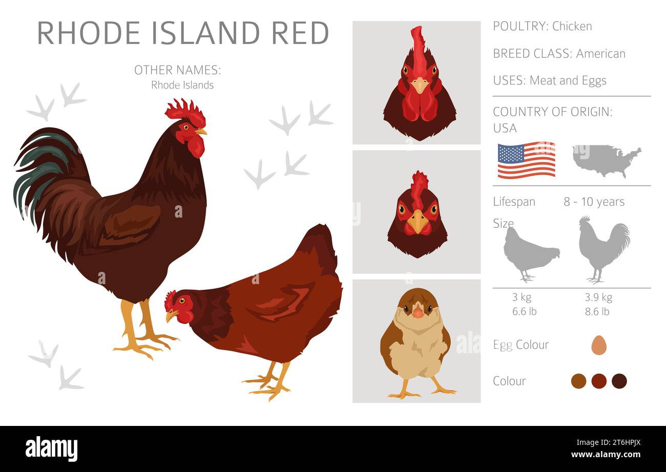 Rhode Island Red Chicken breeds clipart. Poultry and farm animals ...
